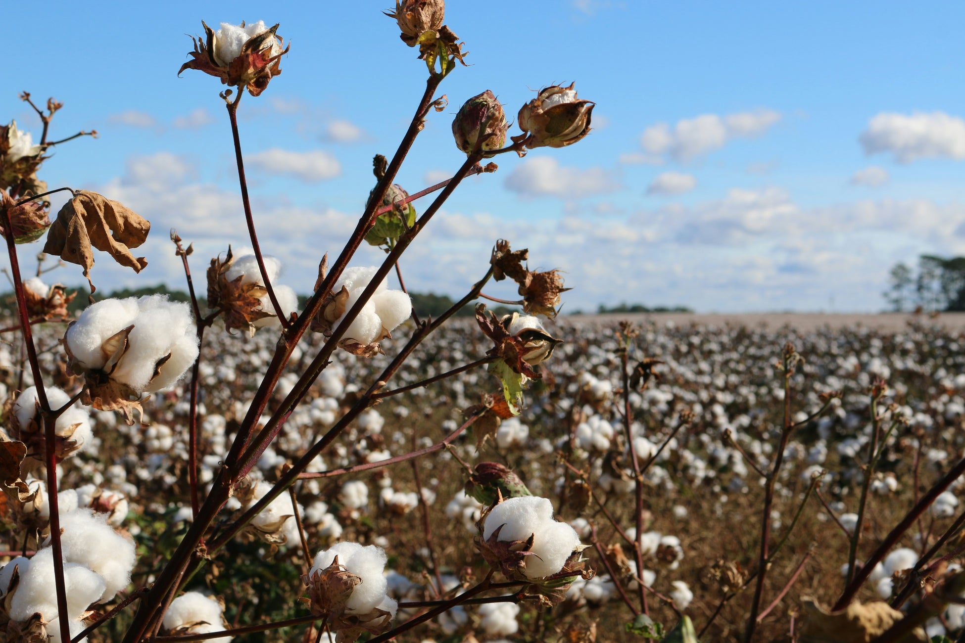 All About Types of Cotton: Full Guide – Q for Quinn